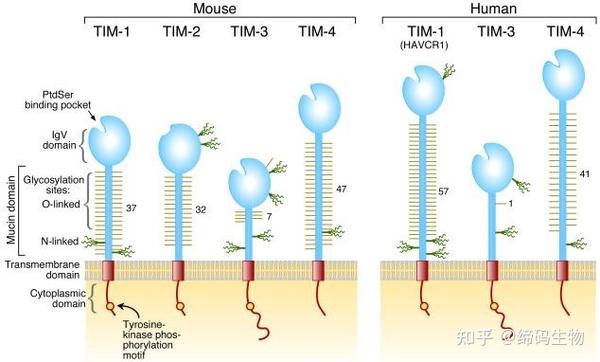 肿瘤免疫靶点 | TIM-3 - 知乎