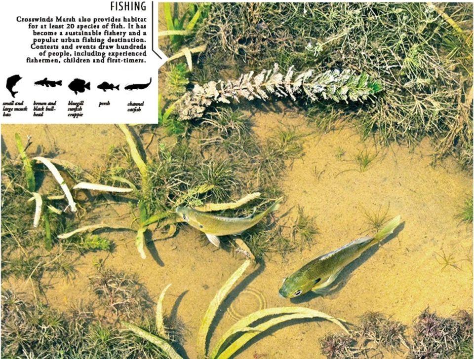 2019 ASLA 地标奖：Crosswinds Marsh湿地展示保护区，美国密歇根州 - 知乎