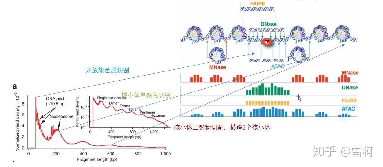 什么是「ATAC-seq 技术」？现在用于哪些生物学研究？ - 知乎