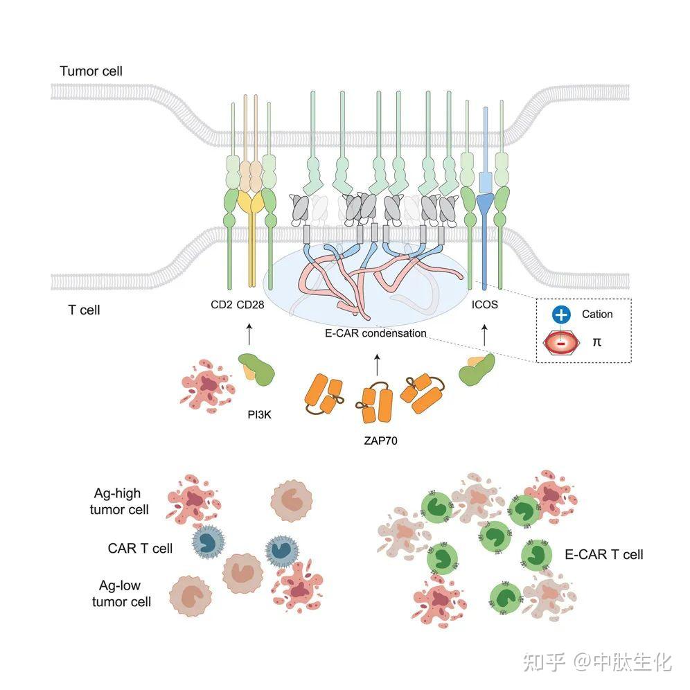 Immunity：许琛琦/王皞鹏团队设计可相分离E-CAR免疫受体，提高CAR-T细胞免疫力 - 知乎