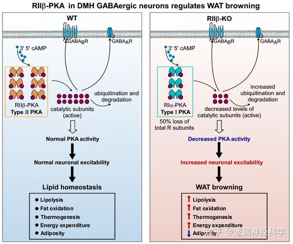 Adv Sci︱北京大学郑瑞茂团队揭示下丘脑RIIβ蛋白激酶A（RIIβ-PKA）调控脂肪组织褐变新机制 - 知乎