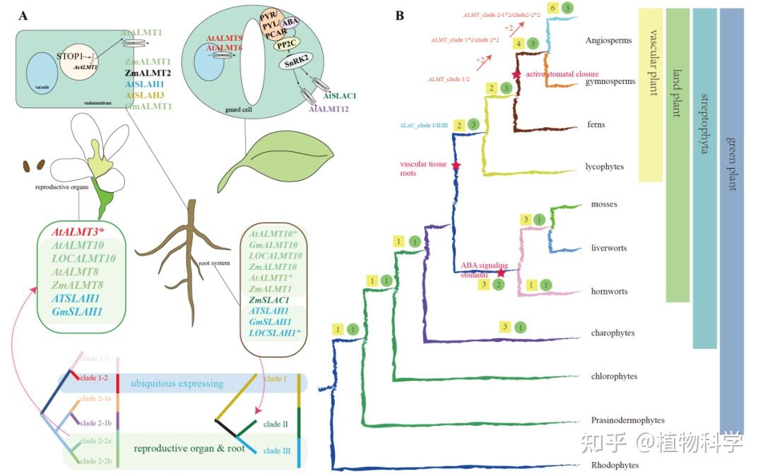 浙江大学张亮生团队揭示离子通道ALMT和SLAC基因家族的进化历史 - 知乎