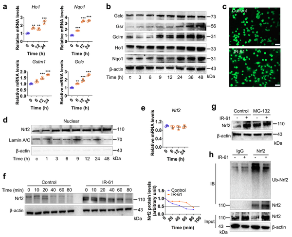 柳叶刀子刊丨IF：11.205丨Keap1-Nrf2 相互作用的小分子抑制剂通过选择性增强感染部位巨噬细胞的抗菌防御来减轻脓毒症 - 知乎