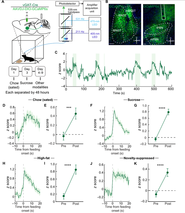 去猎食还是被猎食，一条神经环路抉择的两难《文献解读》BNST-PBN的神经环路改变威胁评估并能调节摄食行为 - 知乎