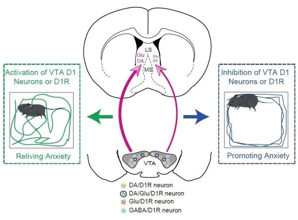 IF=13.44【客户文章】Mol Psychiatry：复旦大学肖雷团队揭示VTA D1神经元对焦虑样行为的调控作用和环路机制 - 知乎