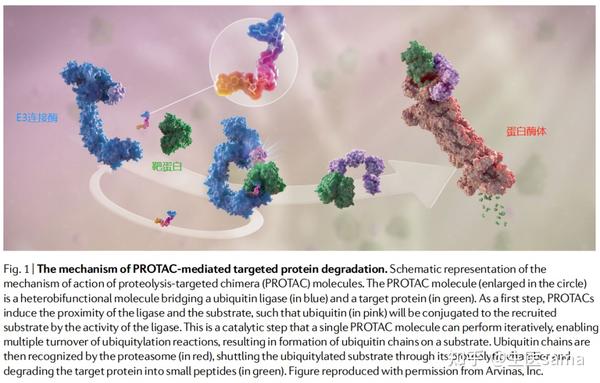 Nature PROTAC综述 - 知乎