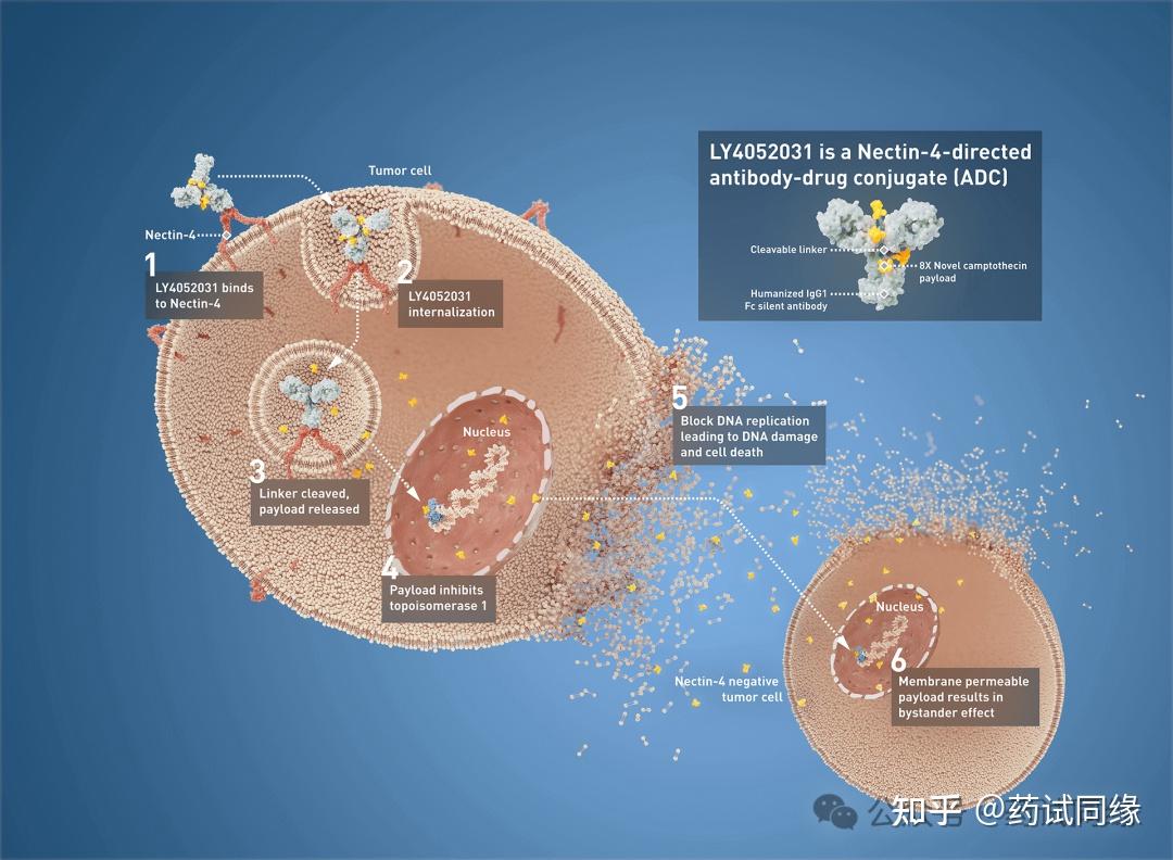 肿瘤治疗：全球 Nectin-4 靶向抗体偶联物(ADC)药物研发新进展 - 知乎