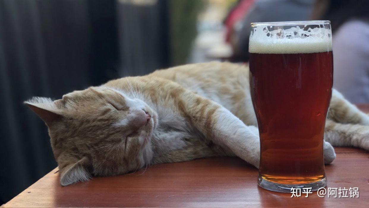 猫咪能喝酒吗? 知乎