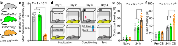 【文献解读】揭开记忆巩固的神秘面纱 - 知乎