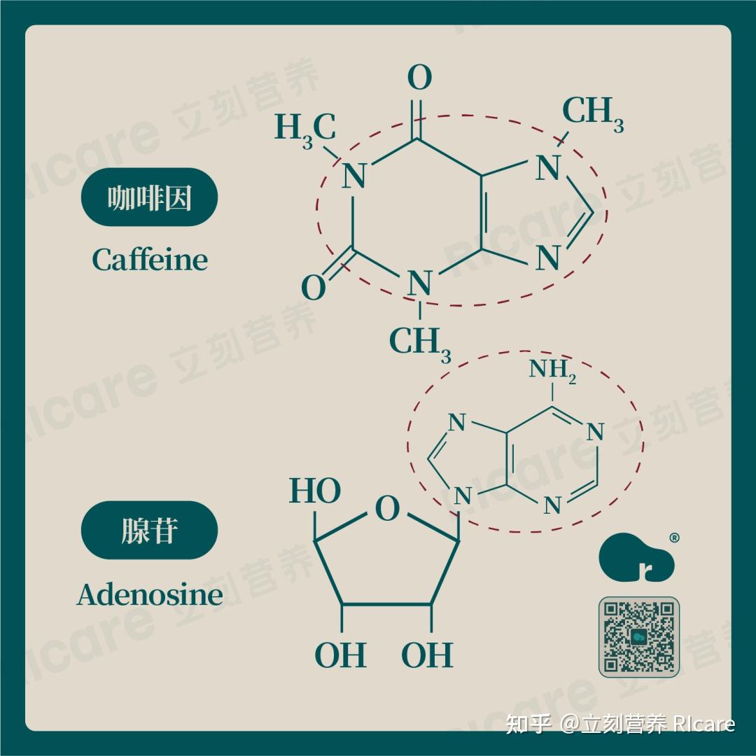 咖啡提供了精力？还是预支了精力？ - 知乎