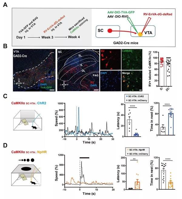 【客户文章】《Neuron》发现腹侧被盖区的GABA能神经元相关的神经环路介导基于视觉的本能防御反应 - 知乎