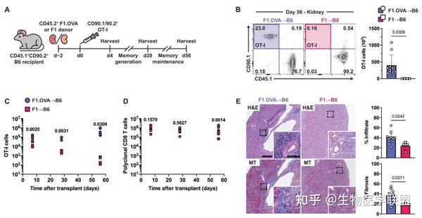 组织驻留Trm的维持需要DC的抗原提呈以及IL-15信号 - 知乎