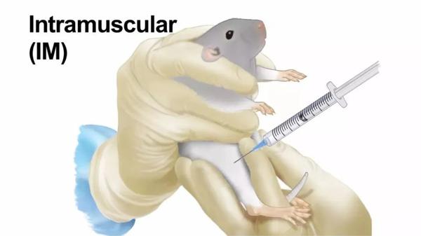 动物实验进阶秘籍，大小鼠给药技巧分享 - 知乎