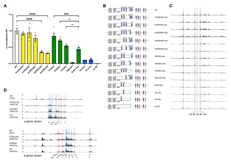 国自然热点|超级增强子“super”在哪？cell重磅发现：新型DNA调控元件——促进子 - 知乎