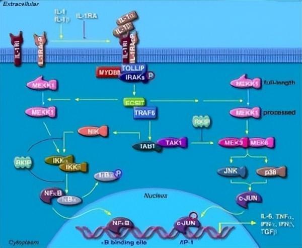 热休克蛋白（HeatProteProteins） - 知乎