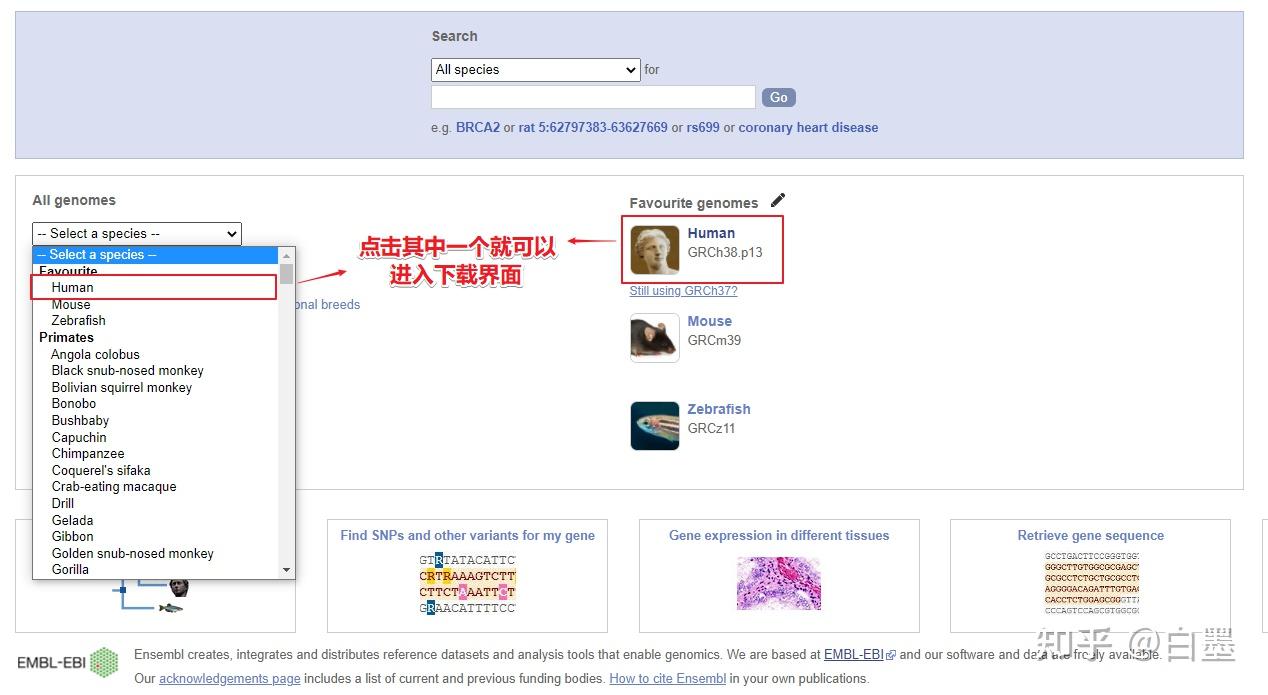 保姆级参考基因组及其注释下载方法（图文详解） - 知乎