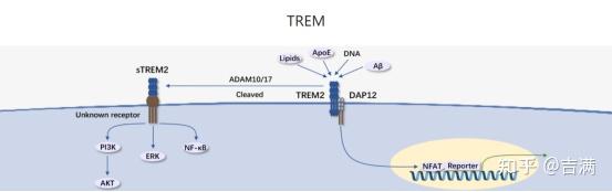 肿瘤免疫治疗-TREM2 - 知乎