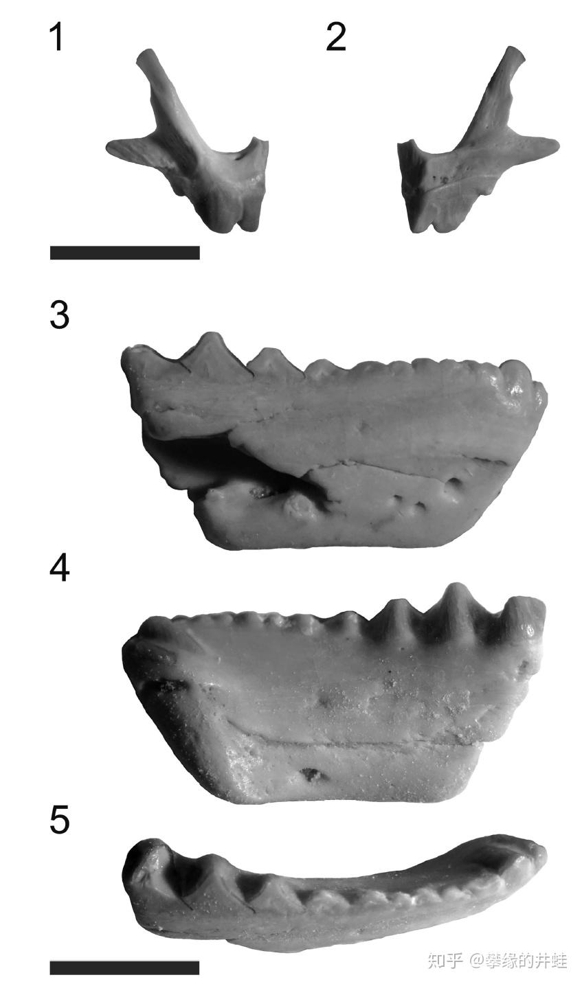 我的种族战斗力很弱一直被欺压偶尔发达几次也很快被打回原形但是适应力超强耗死了很多对手未来有可能翻身吗 - 知乎