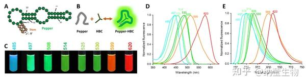 Pepper: 实时追踪活细胞内RNA，体内亮度提高一个数量级 - 知乎