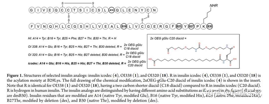 Tides 速递 | 诺和诺德超长效胰岛素Icodec获CHMP支持批准 - 知乎