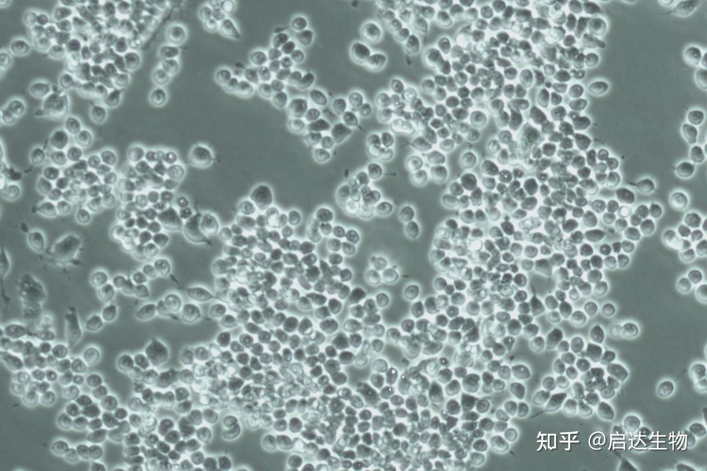 请收下：来自Raw264.7细胞实验的爱 - 知乎