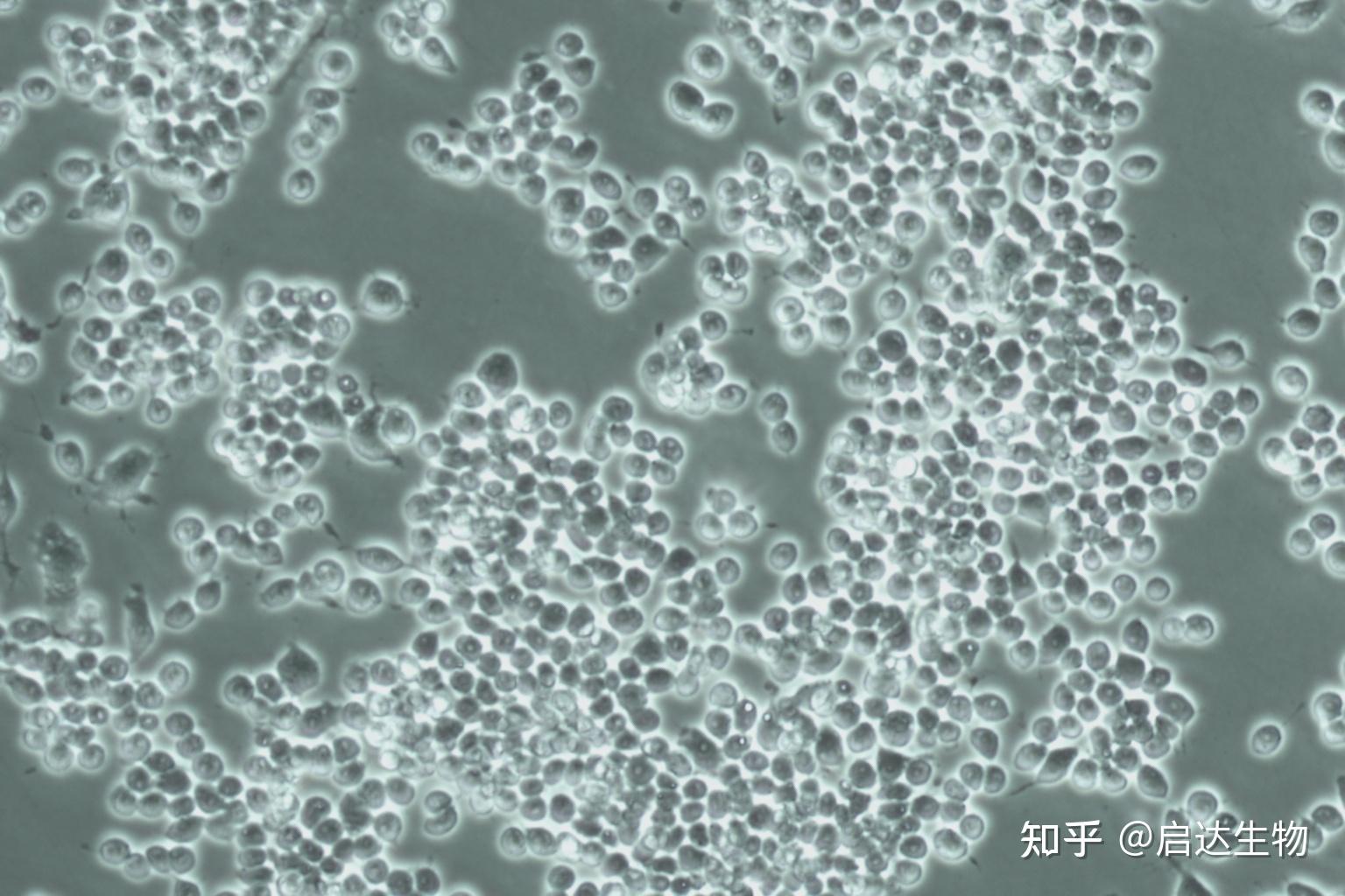 请收下：来自Raw264.7细胞实验的爱 - 知乎