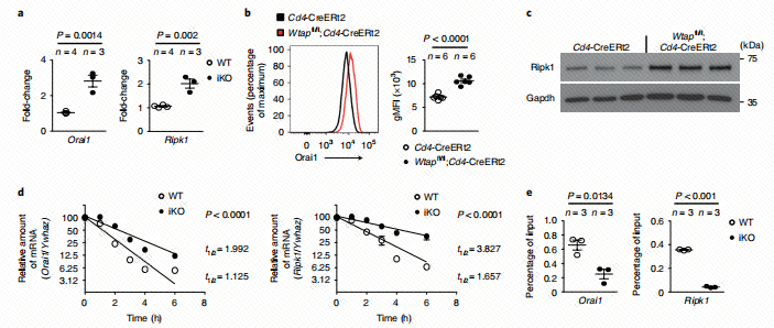 Cell Mol Immu | N6-腺苷甲基化(m6A)参与T细胞的生死决定 - 知乎