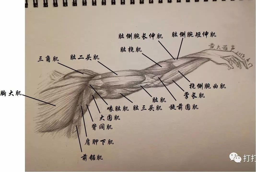 手臂肌肉图解 知乎 7448