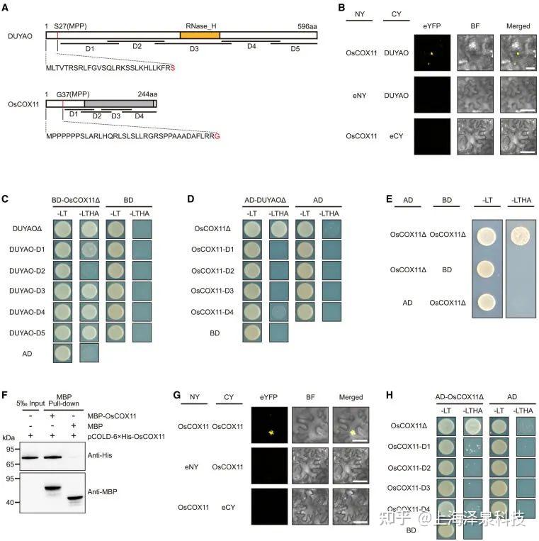 Cell｜万建民团队阐明籼稻粳稻杂种不育分子机理 破解水稻生殖隔离之谜 - 知乎