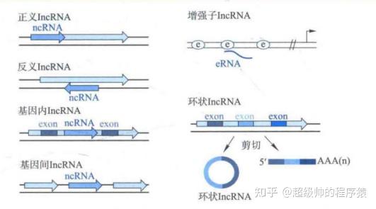 非编码RNA（non-coding RNA）生物学功能解读 - 知乎