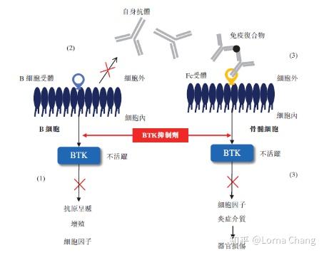 QYR最新报告-BTK抑制剂 - 知乎