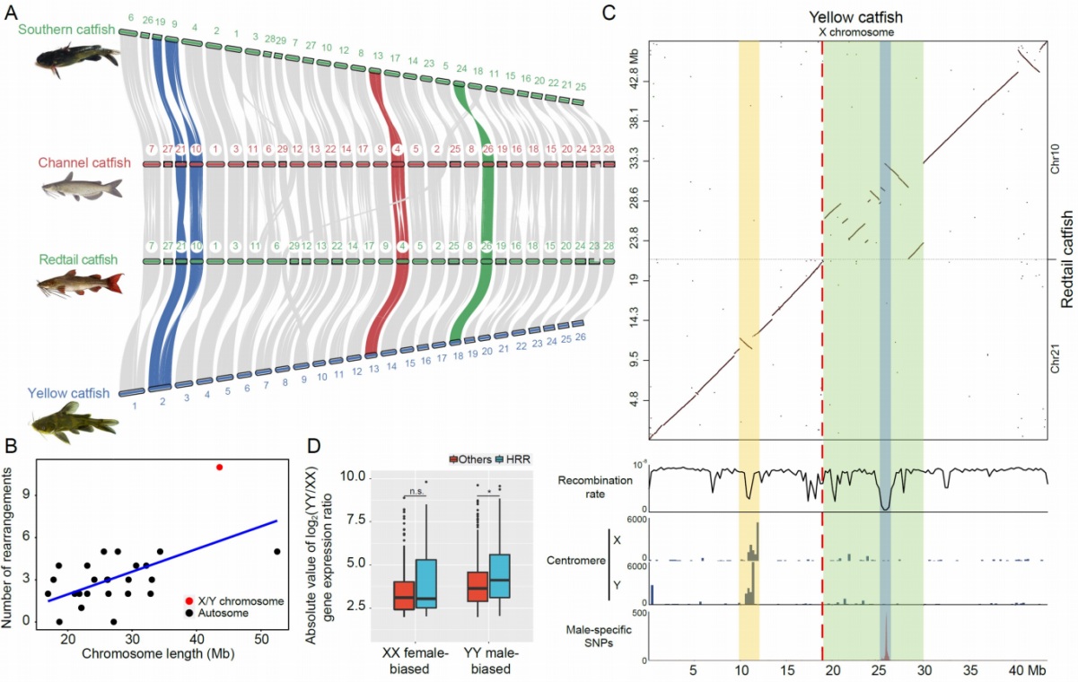 重磅项目文章（IF：23.18）丨鱼类性染色体的起源和进化及3D基因组结构关联性别可塑性 - 知乎