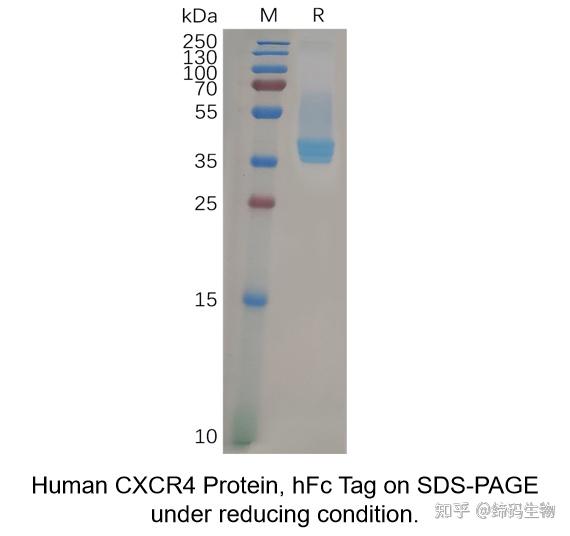 CXCR4：一个受体，两款FDA新药，这个靶点究竟有多关键？ - 知乎
