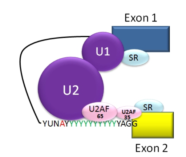 替代RNA剪接如何影响基因表达 - 知乎