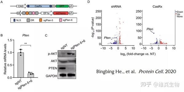 CasRx｜基于CRISPR/Cas系统的RNA编辑神器CasRx介绍 - 知乎