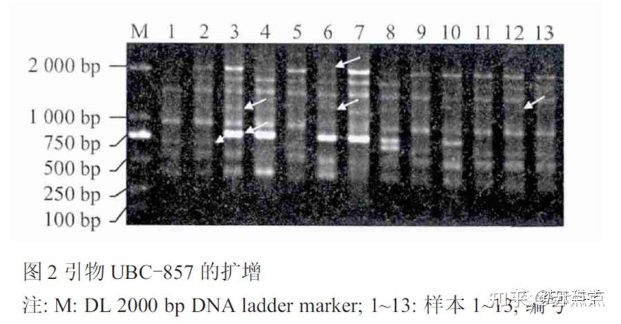 ISSR分子标记原理与应用 - 知乎