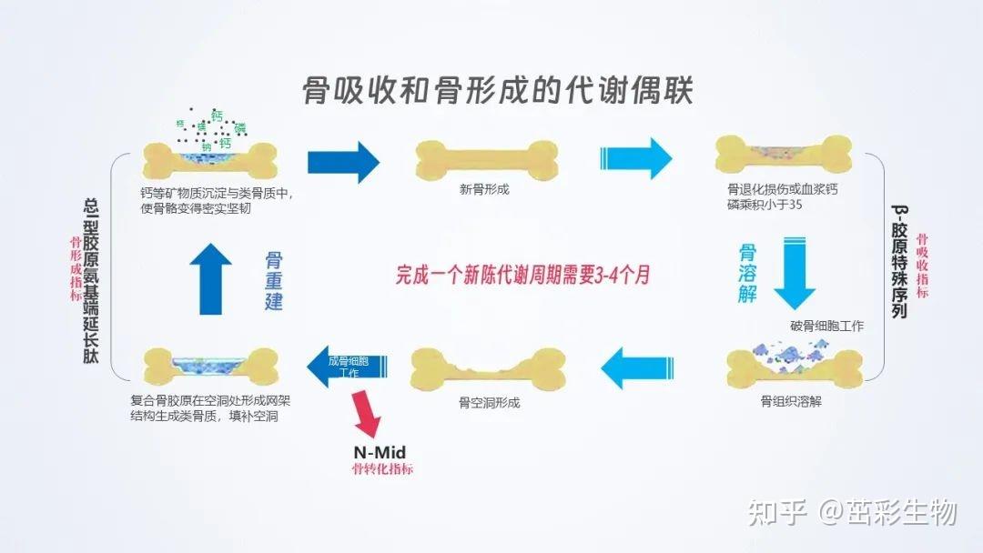 成骨细胞标志物---Ⅰ型胶原氨基端延长肽(PINP)_化工仪器网