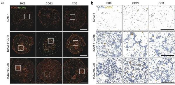 【靶点科普】ICAM-1：从免疫监视到病理过程 - 知乎