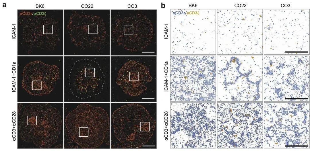【靶点科普】ICAM-1：从免疫监视到病理过程 - 知乎