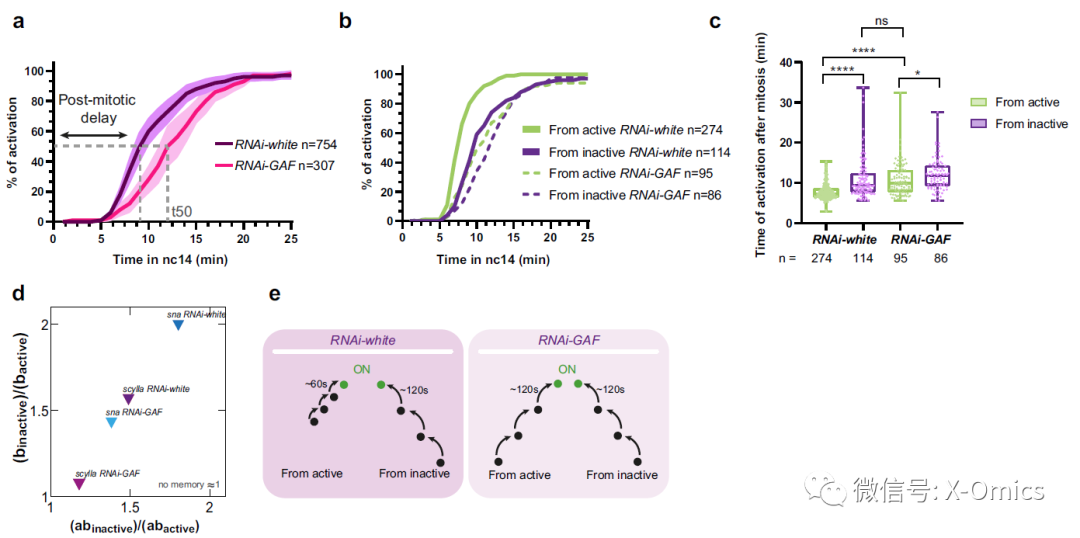 Nature Commu | 通过稳定的有丝分裂“书签”控制转录记忆 - 知乎