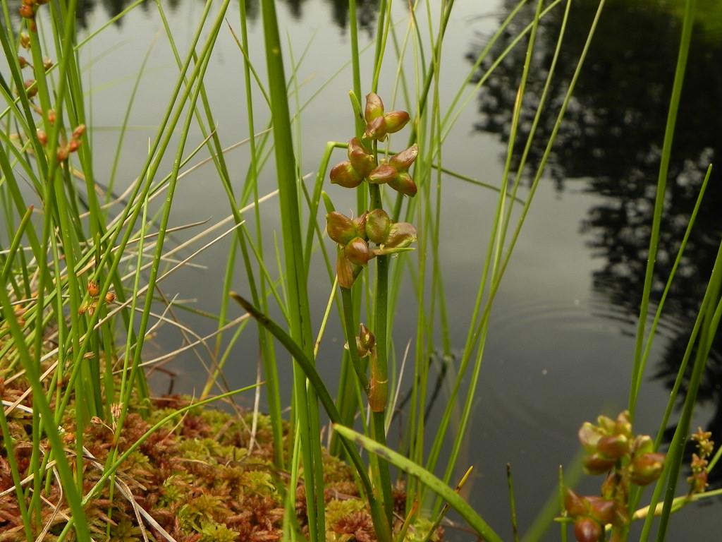 有哪些仅含有单一已描述物种的属以上分类单元？ - 知乎