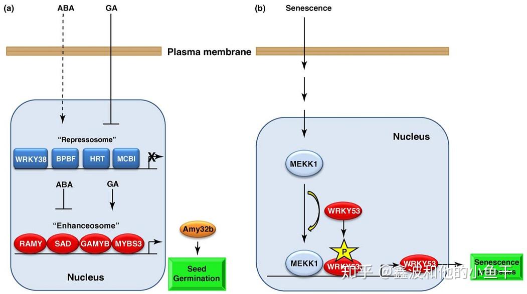 浅谈转录因子及研究方法——以植物WRKY家族为例 - 知乎