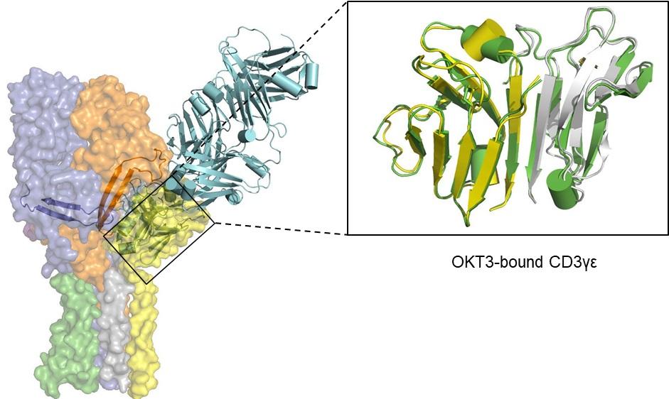 双抗热门靶点：CD3 - 知乎
