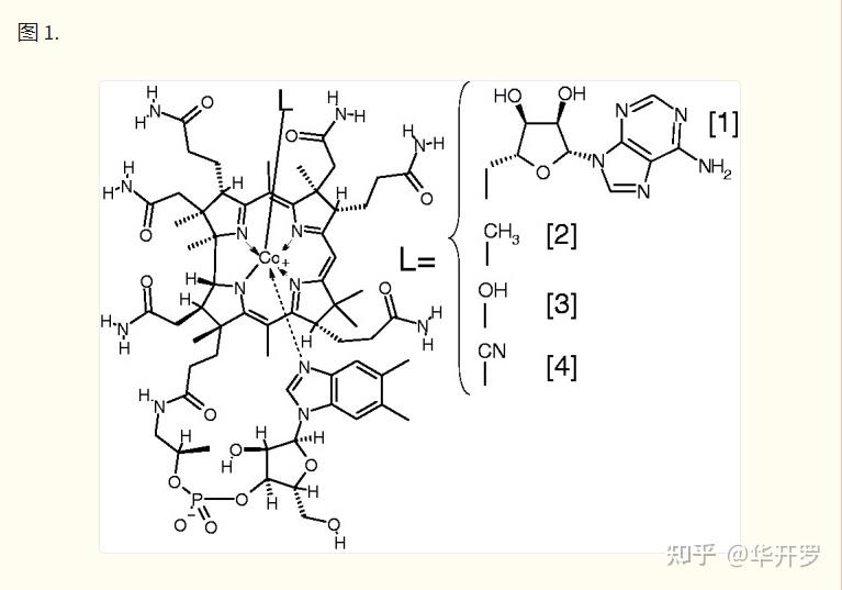 生物化学、功能及其在秀丽隐杆线虫中的缺乏维生素 B 12 - 知乎