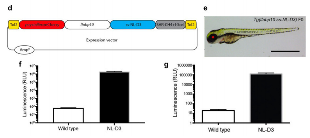 基因组“跳跃者”探秘（一）：Tol2转座子在基因功能研究中的应用 - 知乎