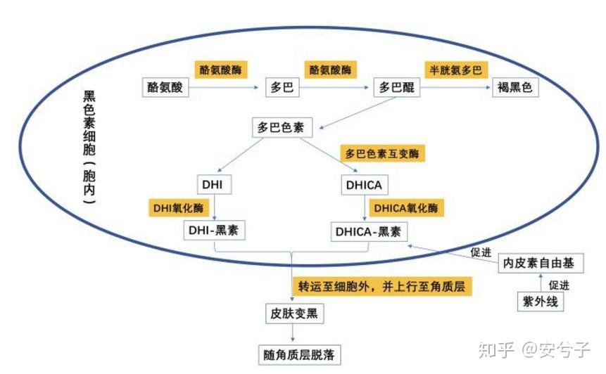 到底怎么祛斑 知乎