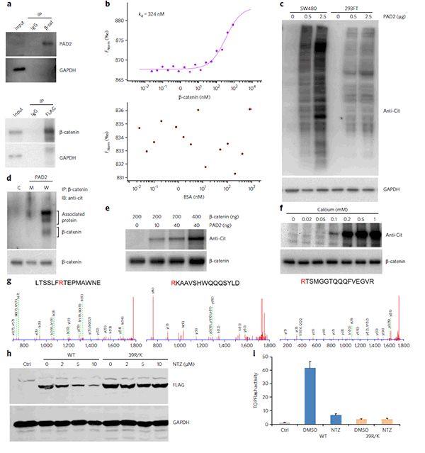 Wnt (wingless) / β-catenin通路中的小分子抑制剂 | MedChemExpress - 知乎