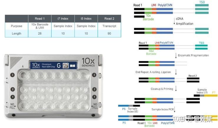 10X genomics单细胞转录组分析流程 - 知乎