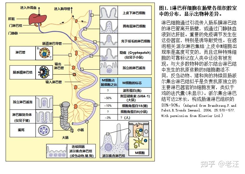 黏膜免疫学（1） - 知乎