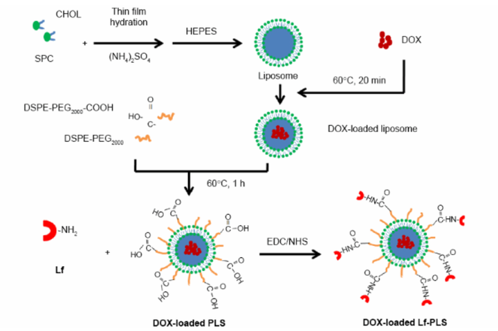 DLPC-PEG-Pol 磷脂-聚乙二醇-泊洛沙姆 - 知乎